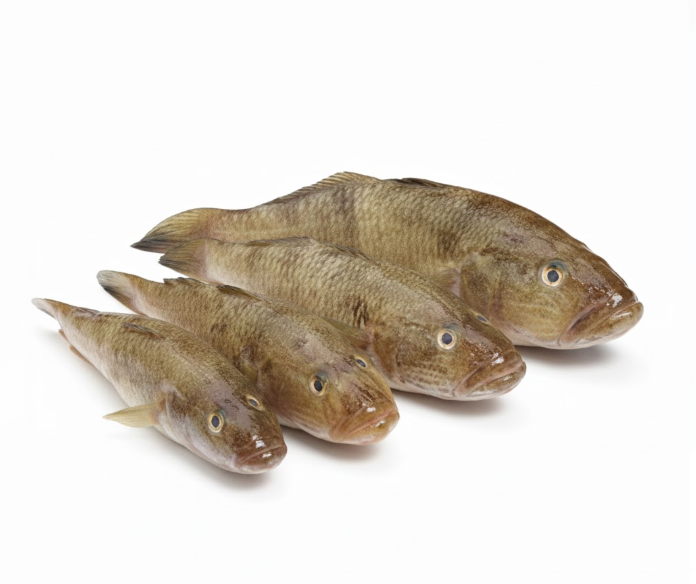 Baila Fish -(Tray)-250 gm – ChefsRHere